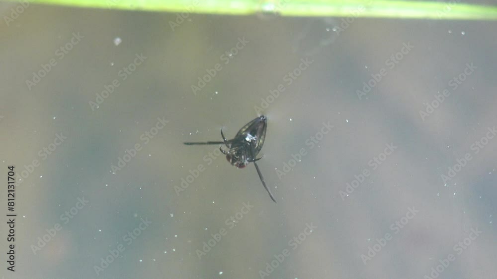 Vidéo Stock Crustaceans and chironomids underwater. Sigara striata ...