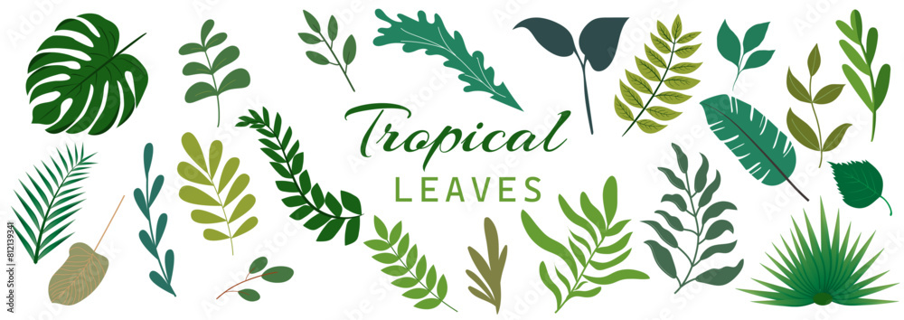 Jungle leaves. Cartoon different tropical plants. Palm, banana ...