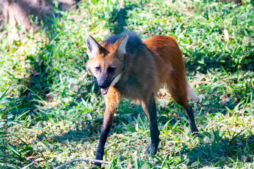 Wild Guará wolf (Chrysocyon brachyurus) one of the rarest wolves in the ...