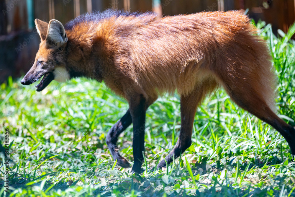 Wild Guará wolf (Chrysocyon brachyurus) one of the rarest wolves in the ...