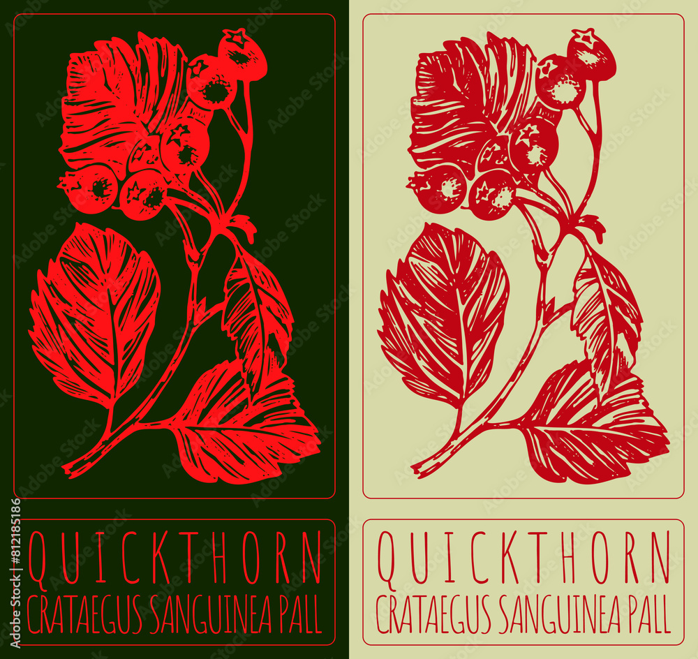 Vector drawing BLOOD RED HAWTHORN. Hand drawn illustration. The Latin ...