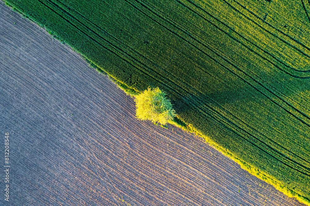 The only tree in the middle of the cultivated area and the uncultivated ...
