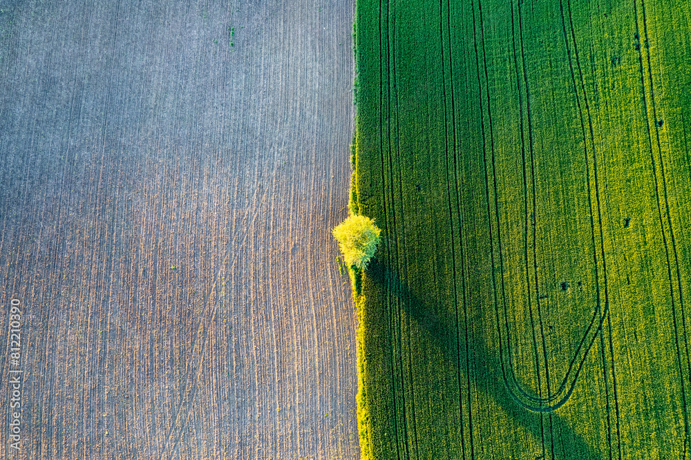 The only tree in the middle of the cultivated area and the uncultivated ...