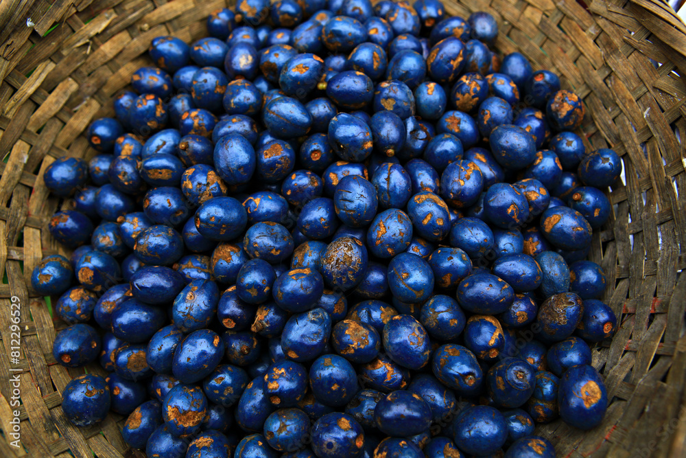 Lithocarpus ceriferus or Makor Bako Kaeng fruit growing in evergreen ...