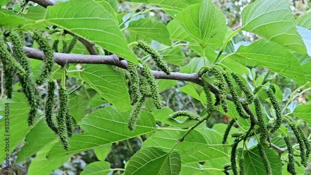 Morus, a genus of flowering plants in the family Moraceae, consists of ...