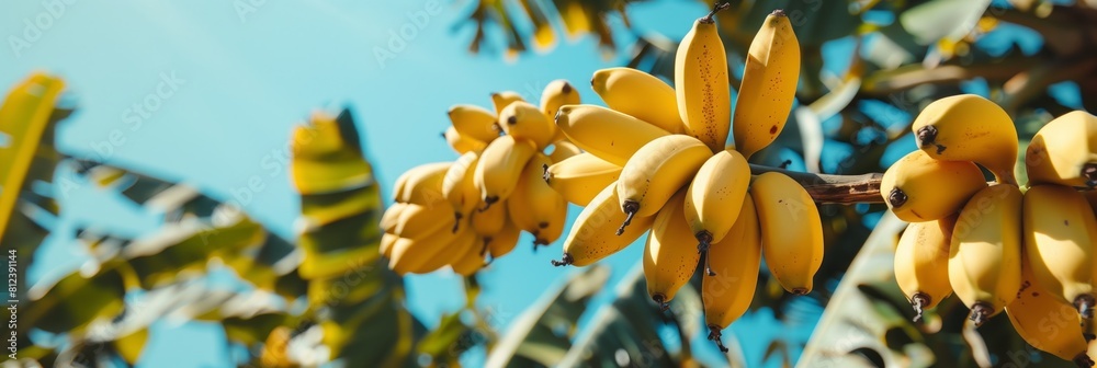 Ripe yellowing bananas hang in clusters on banana plantations ...