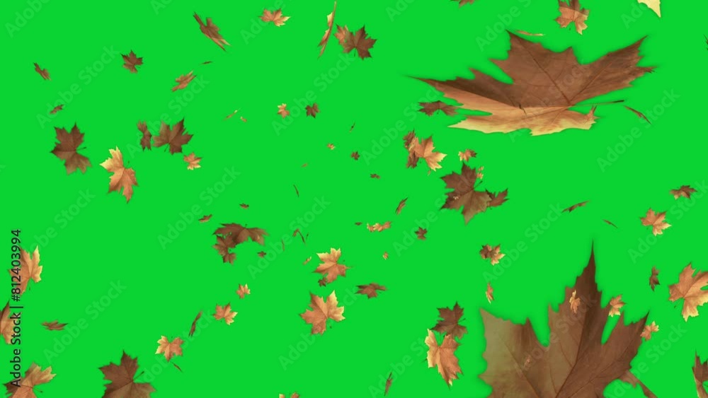 Falling Leaves animated, Element Stock Overlay 4k Animation Stickers ...