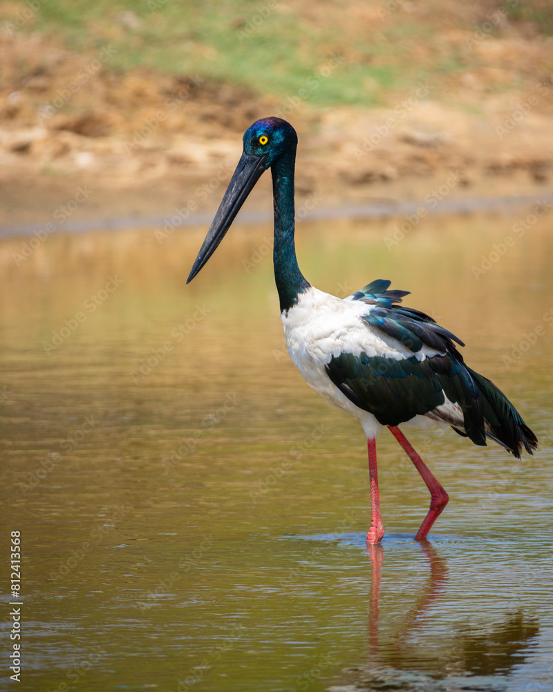 Black-necked Stork foraging at shallow water pond at Yala National Park ...