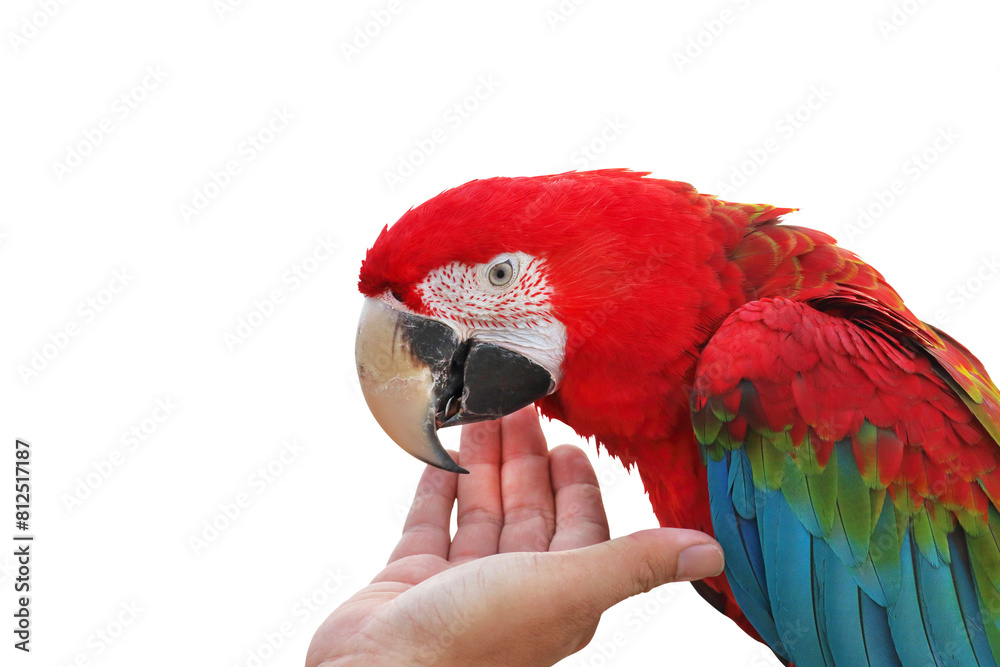 Parrot eating food from owner's hand isolated on transparent background ...