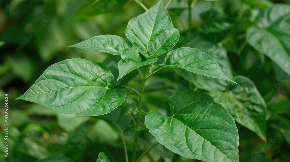 Chaya also known as tree spinach is a tall perennial shrub with large ...