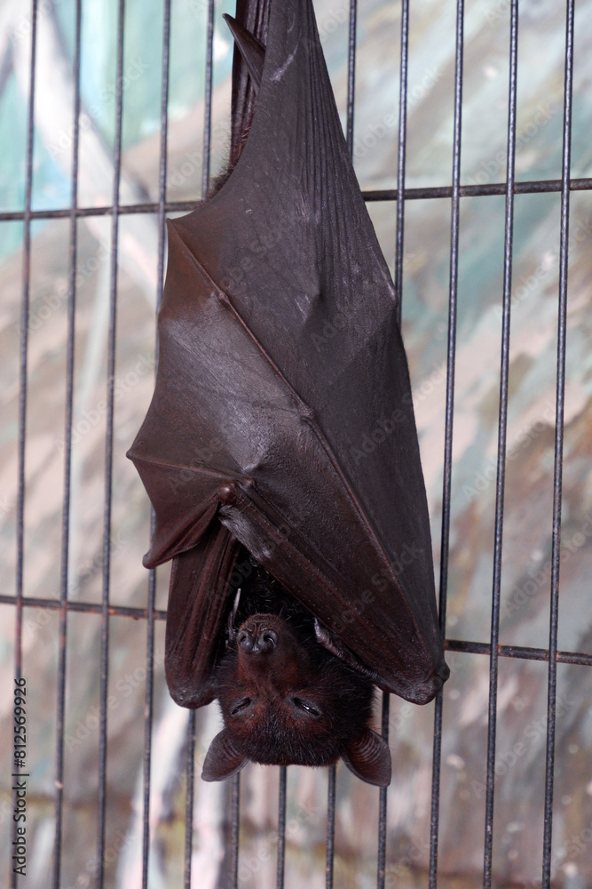 sleeping Megachiroptera or Megabat in a cage. this bat is also called ...