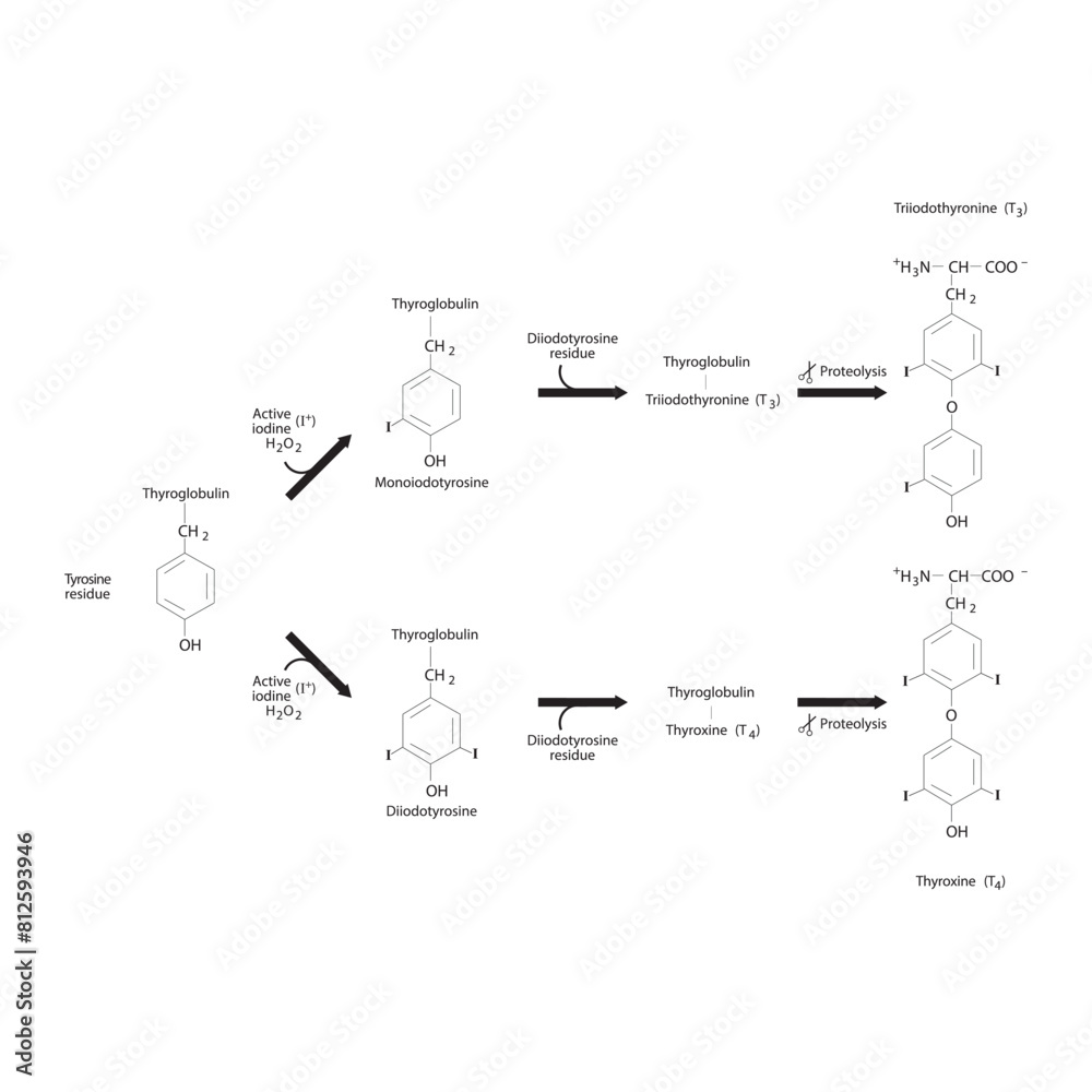 Diagram showing biosynthesis of Thyroid hormones (T3, T4) from Tyrosine ...
