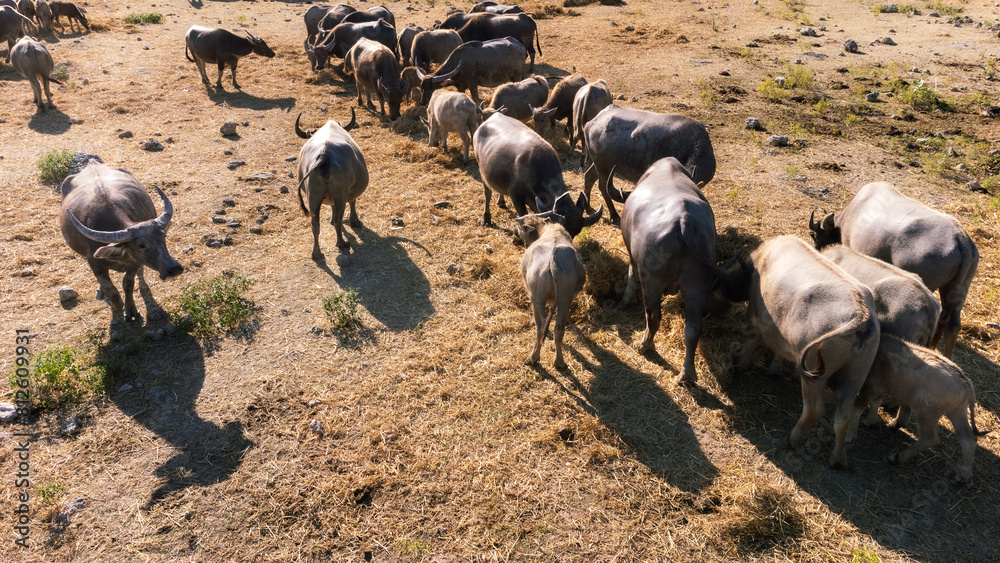 Livestock Siamese buffalo farming in Thailand. Focus on group of Asian ...