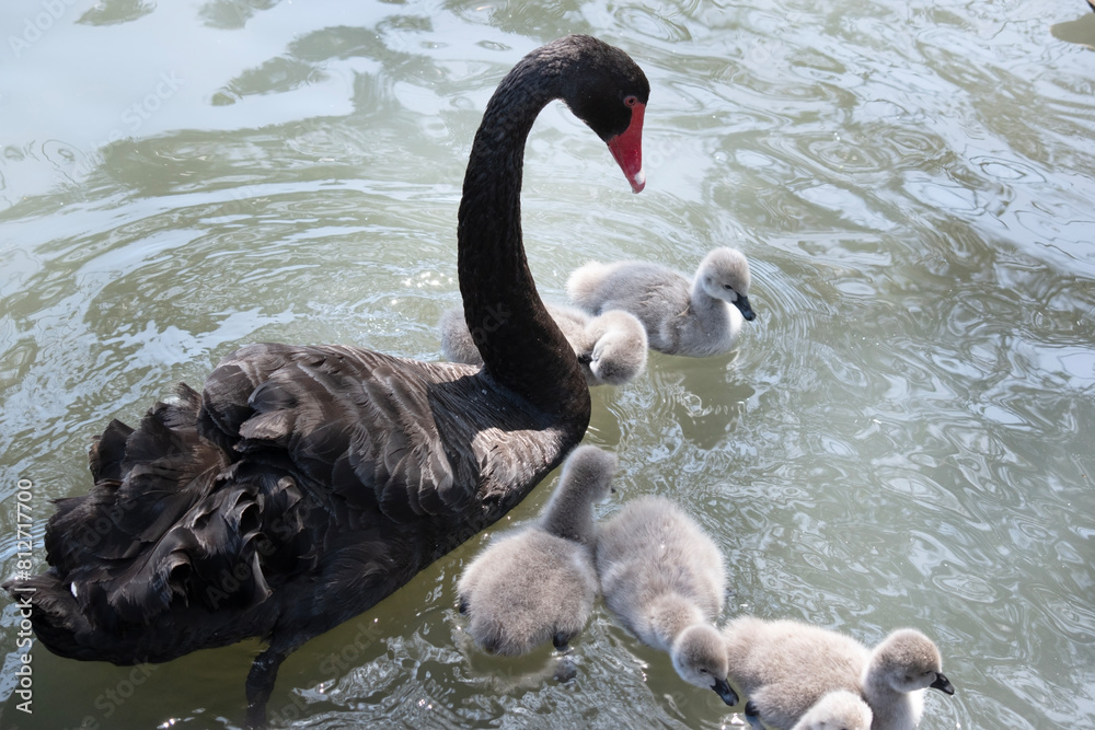 the black swan has black feathers edged with white on its back and is ...
