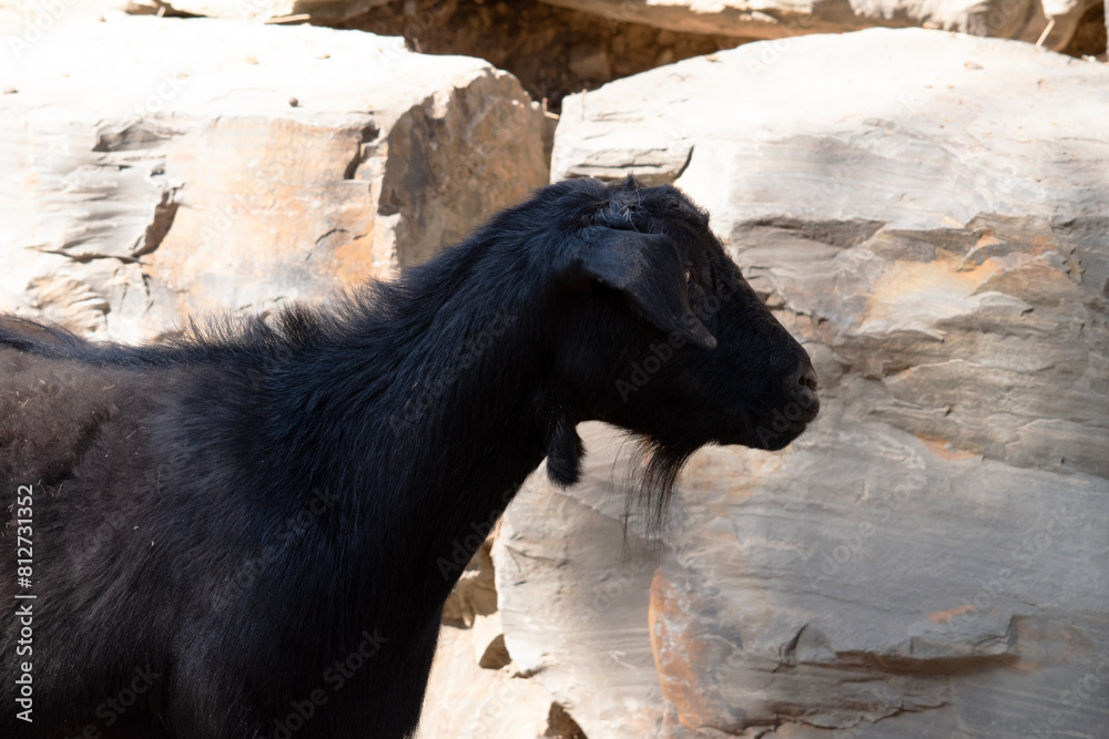 goats are farm animals that have horns that arch backward, a short tail ...