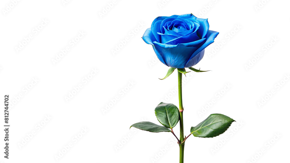 Single blue rose long stem vertical stand pose isolated on transparent ...