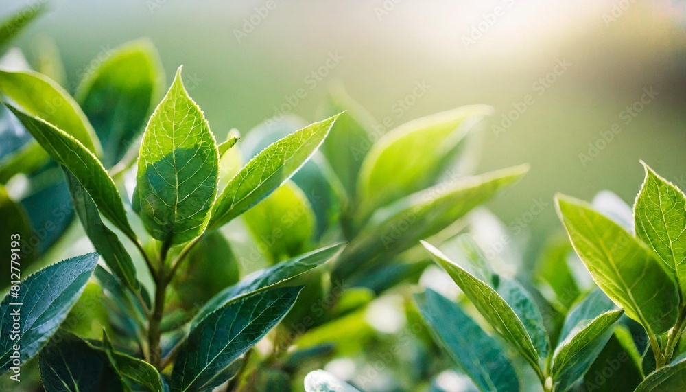 beautiful religious background quote or invitation saying come and ...