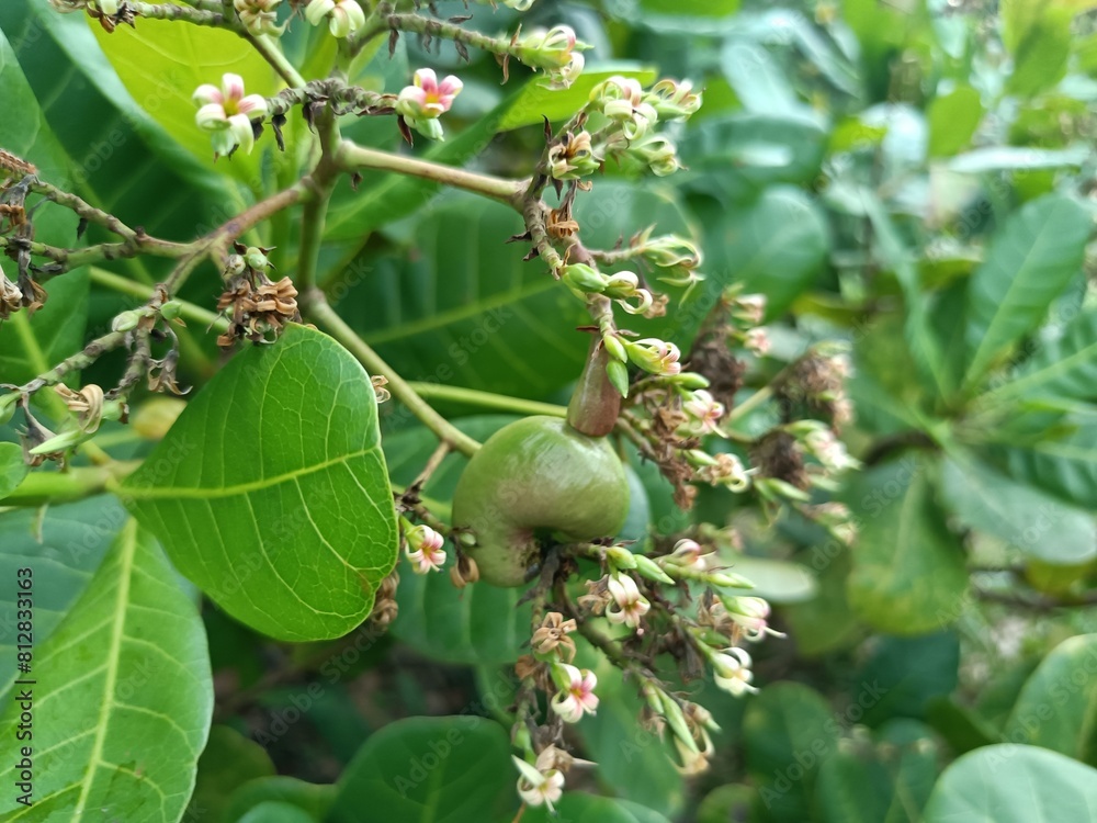 Cashew is the common name of a tropical evergreen tree Anacardium ...