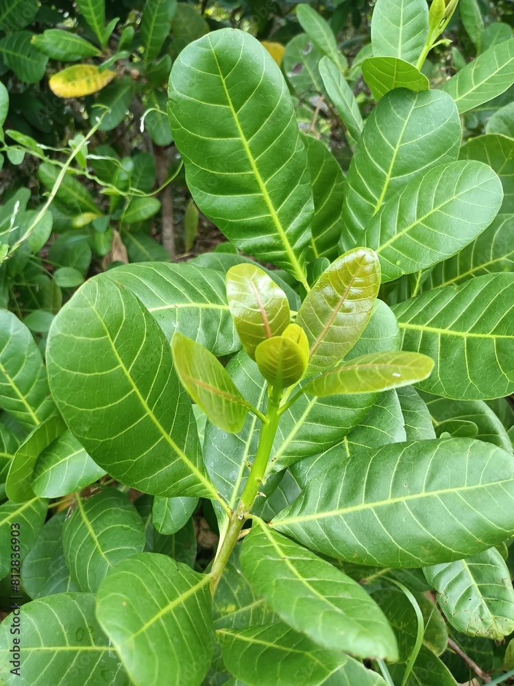 Cashew is the common name of a tropical evergreen tree Anacardium ...