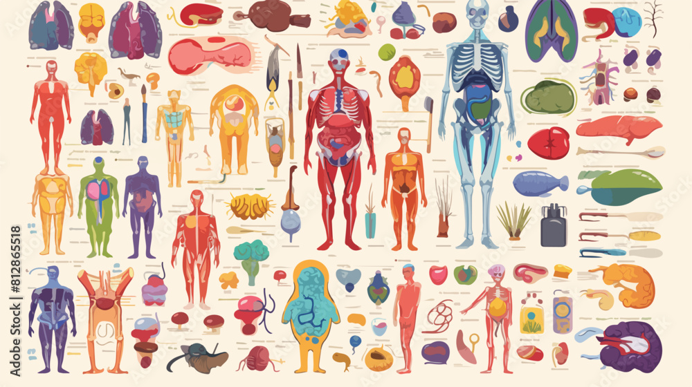 Educational anatomy chart infographics of human int Stock Vector ...