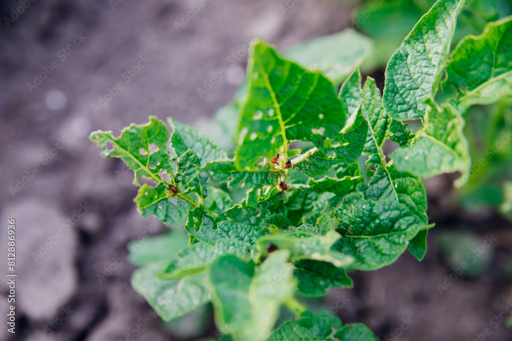 Colorado potato beetle - Leptinotarsa decemlineata on potato bushes ...