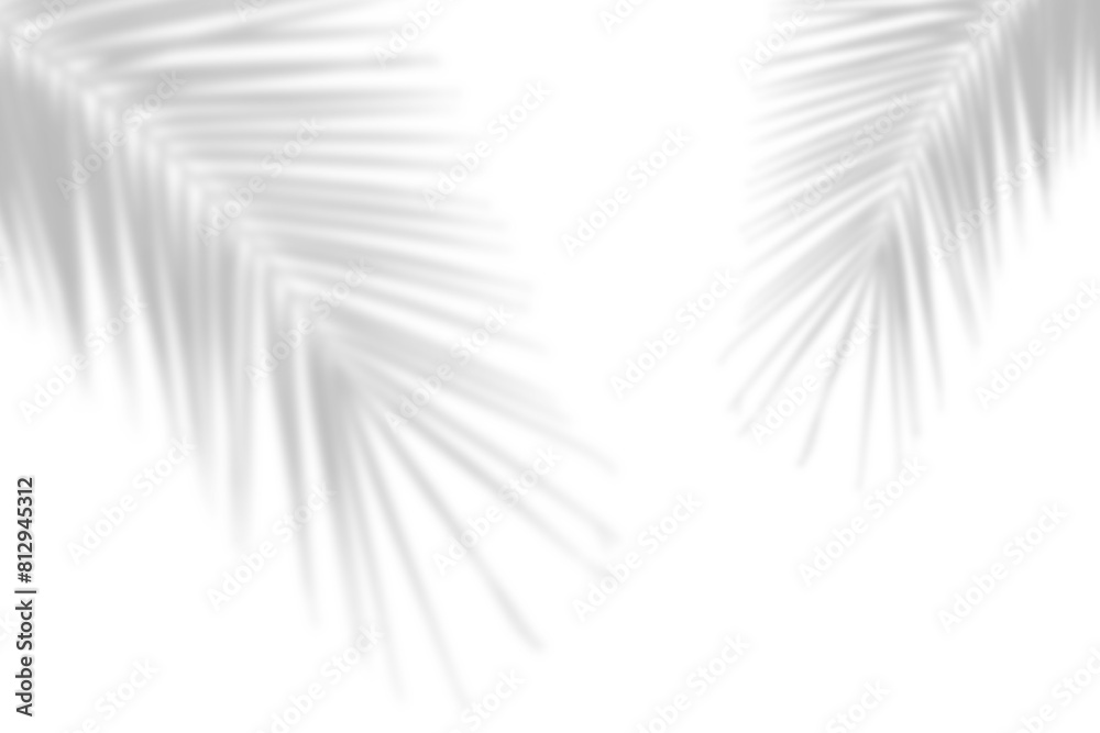 Realistic shadow of palm leaf on transparent background. Natural shadow ...