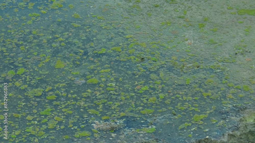 Vidéo Stock A close examination of algae-infested waters, a testament ...