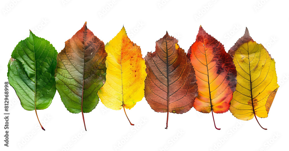 Natural tree leaves changing colour through seasons, isolated Stock ...