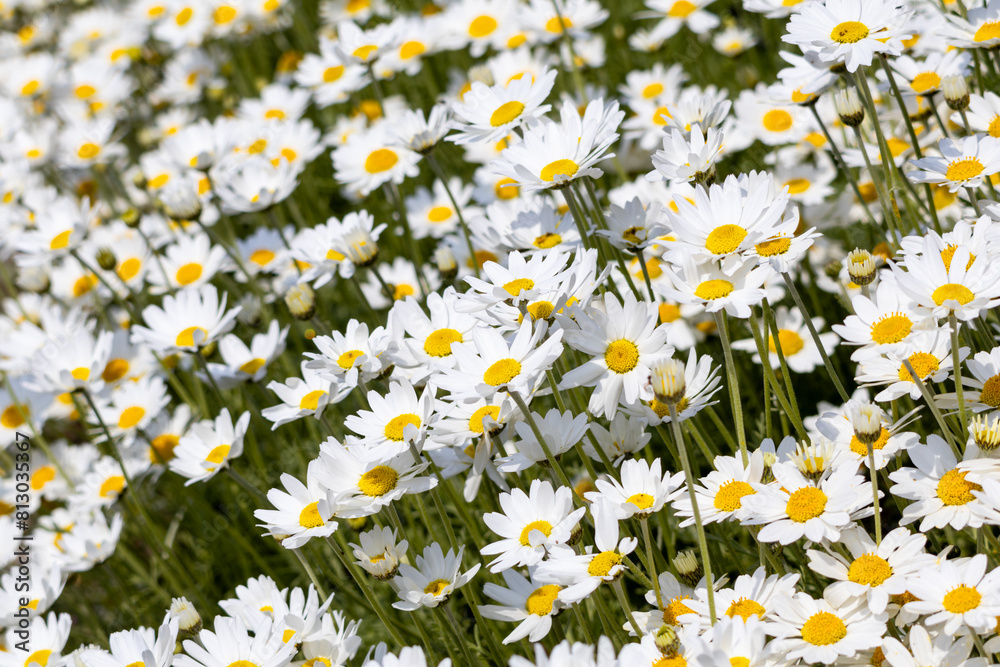 Wild daisy flowers growing on meadow, lawn, white chamomiles on green ...