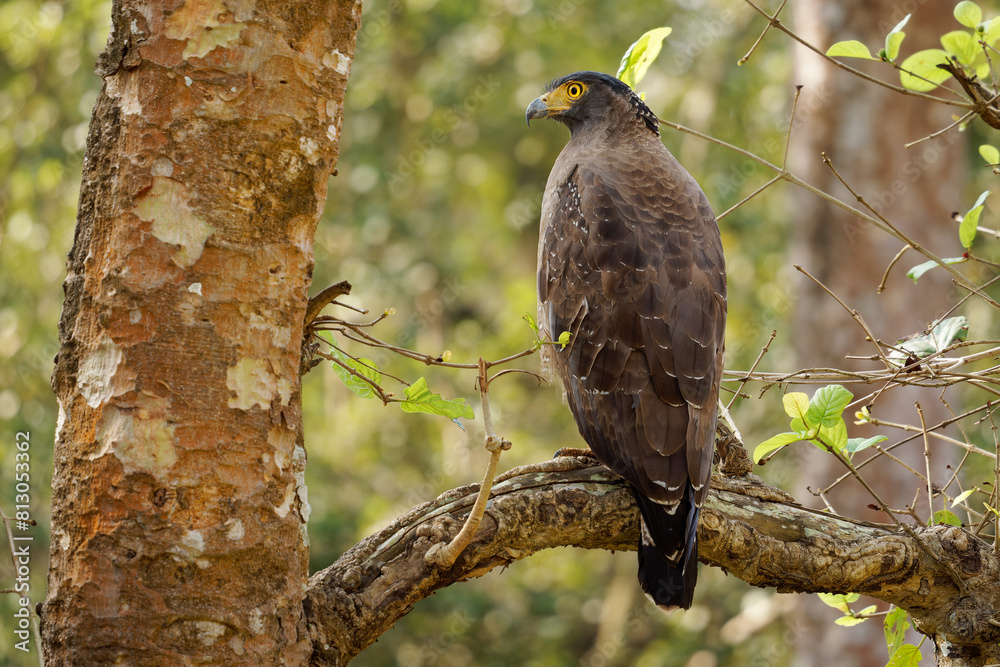 Crested serpent eagle - Spilornis cheela is medium-sized bird of prey found in forested habitats ...