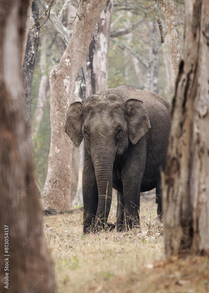Asian Elephant - Elephas maximus in the indian forest, also called ...