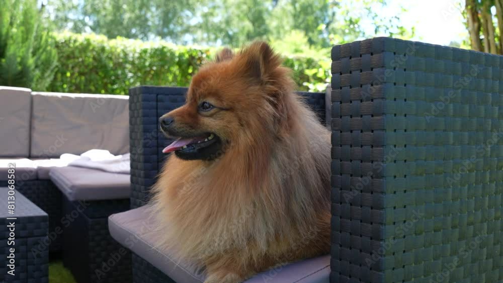 A fluffy dog is laying on a chair in a backyard. The chair is part of a ...