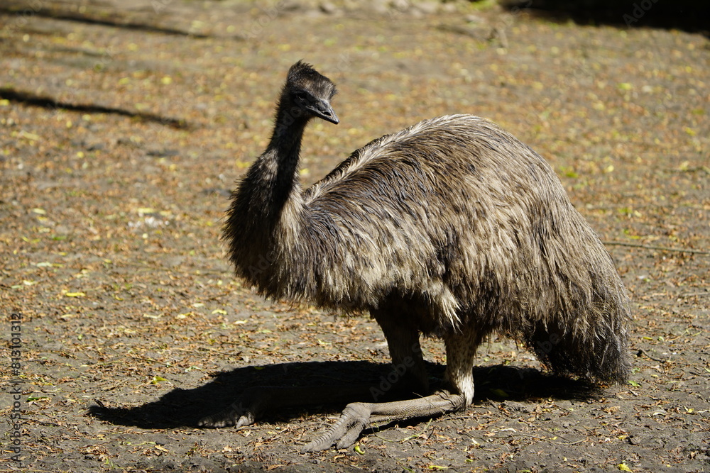 The emu (Dromaius novaehollandiae) is a species of flightless bird ...