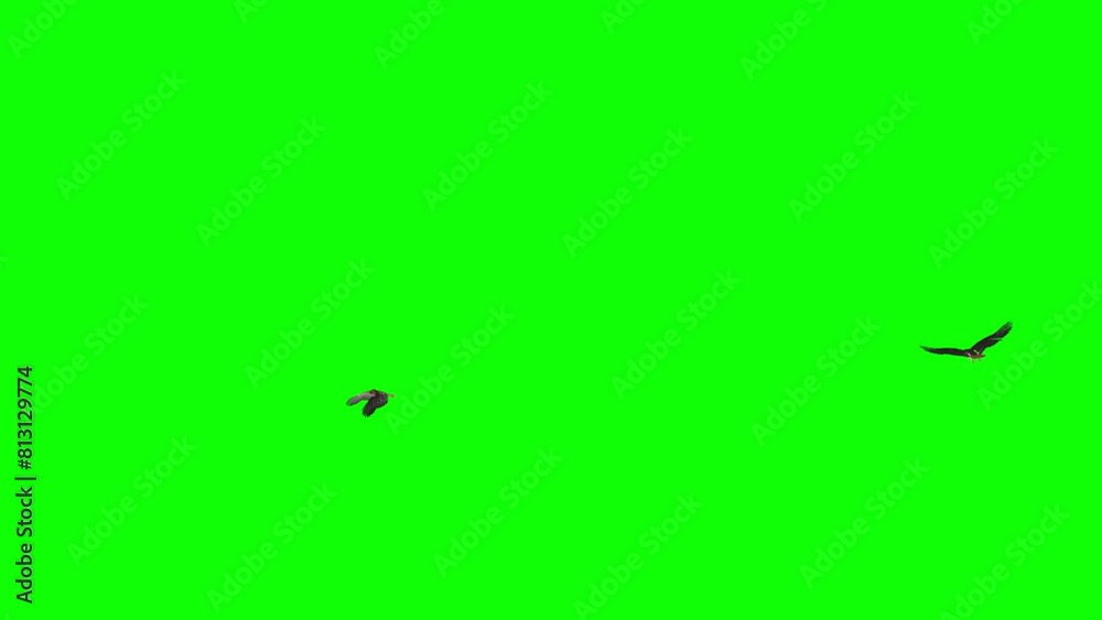 2 Red Tailed Hawk Raptor Birds - Flying Around Loop - Green Screen ...