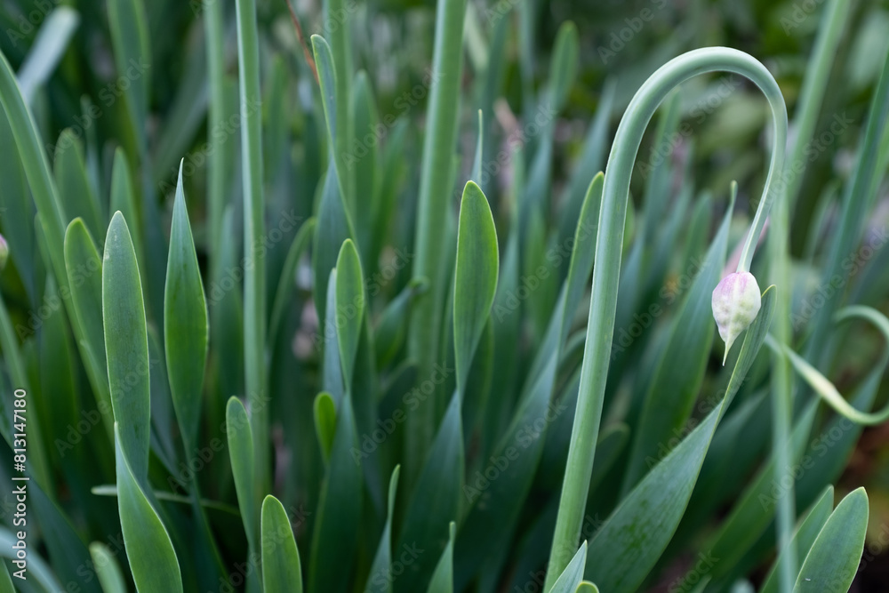 Green scallions growing and one flower arrow, top view. Shallot onions ...
