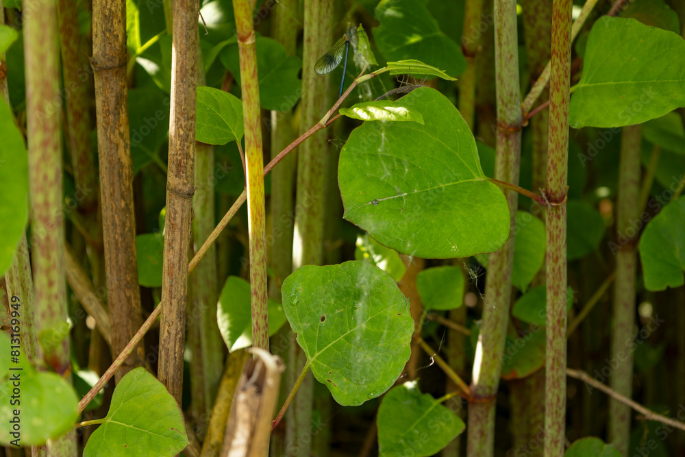 close up of stem and leaves of Japanese knotweed Reynoutria japonica ...