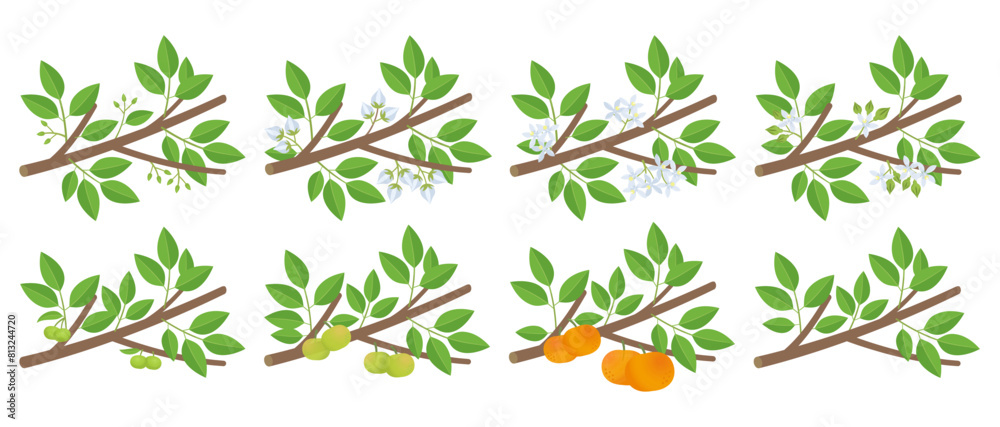 Mandarin orange citrus development stages of plants. Tangerine budding ...