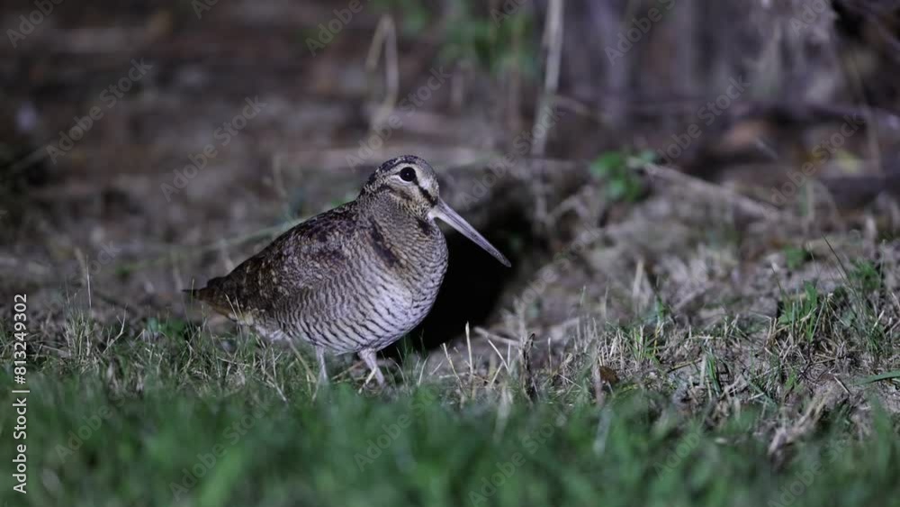 The Eurasian woodcock (Scolopax rusticola) is a medium-small wading ...
