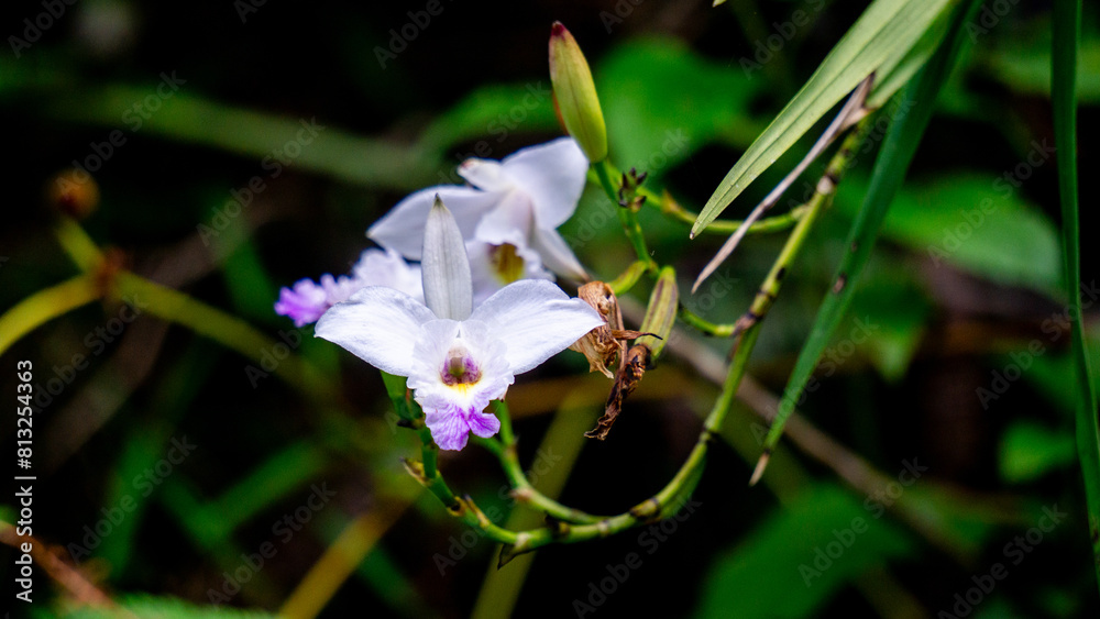 Spathoglottis plicata (anggrek tanah Filipina, anggrek tanah ...