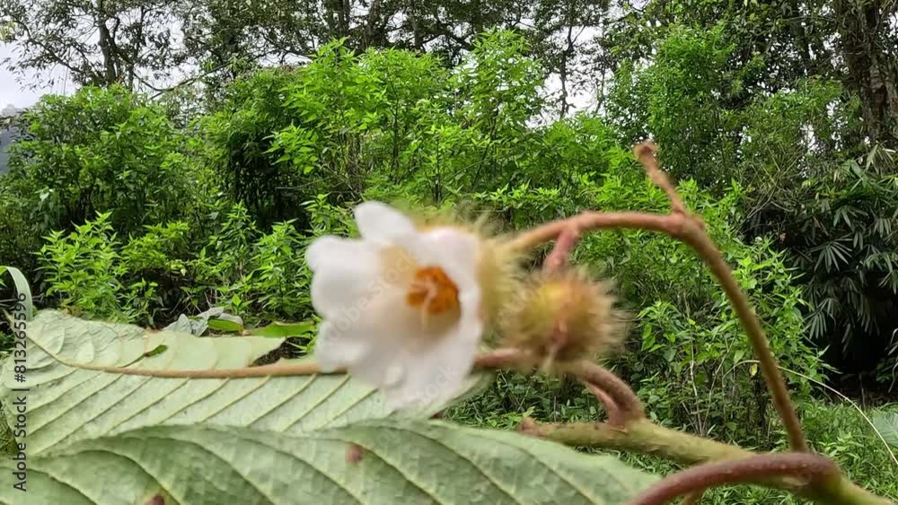 Video Stock Commersonia bartramia (Andilau, durian tupai, Brown ...
