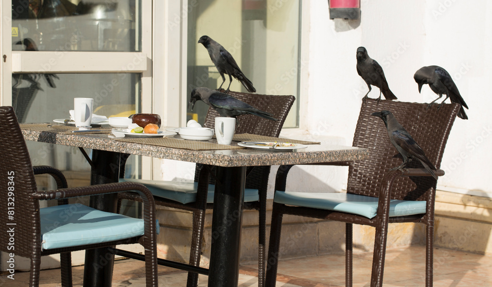 House crow (Corvus splendens), also known as the Indian, greynecked ...