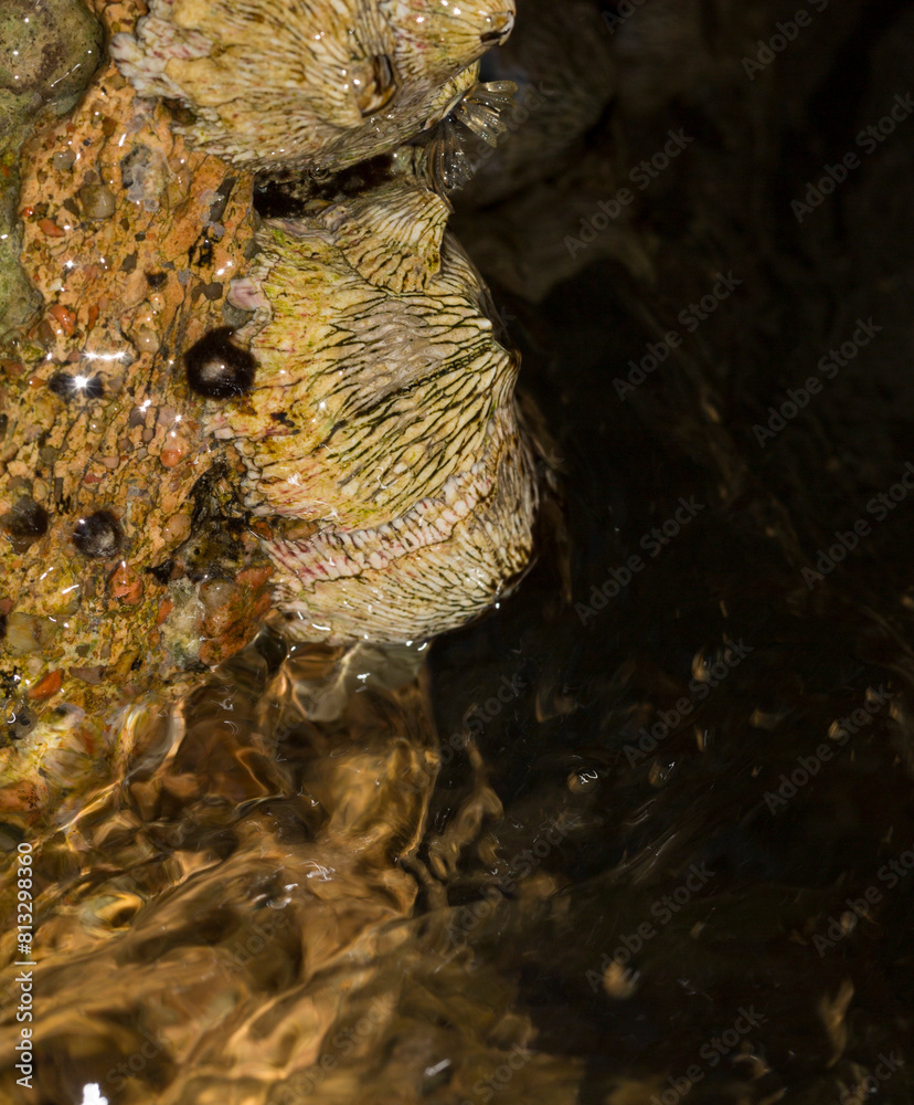 Tetraclita squamosa - Thatched barnacle. Balanus (Balanomorpha) is a ...