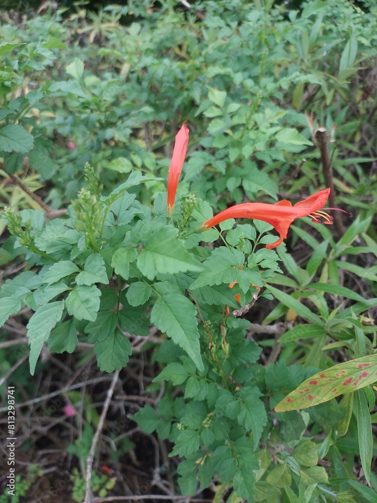 Cape Honeysuckle (Tecomaria capensis) orange, orange flowers in ...