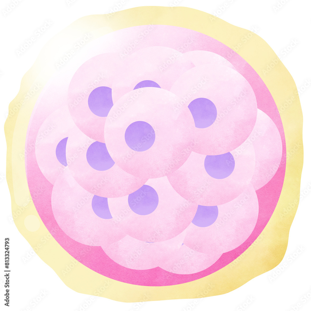 Morula Embryo Cell and Stages Human Embryonic Development Stock ...