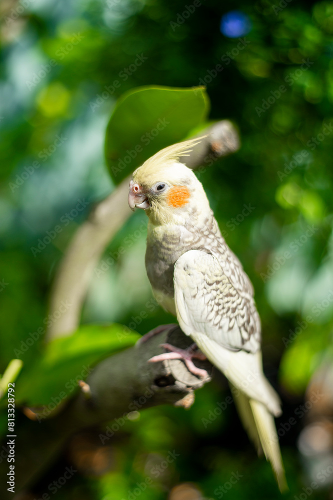 yellow spots on the ventral surface of the primary flight feathers of ...
