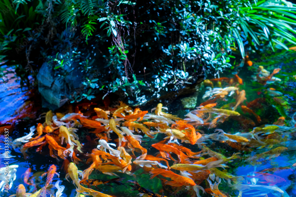 Japanese Koi fish are excellent, expensive and famous, the Japanese ...