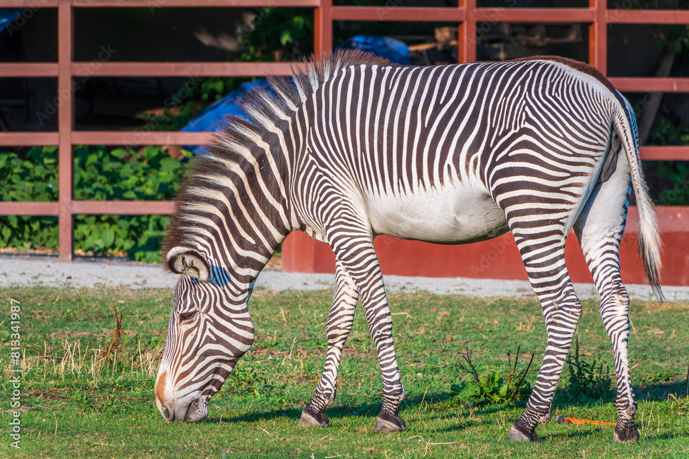 Grevy's zebra, lat Equus grevyi, also known as the imperial zebra eats ...