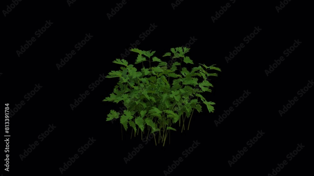 Coriander Plant blowing in the wind. Wind blows the Cilantro Plant ...