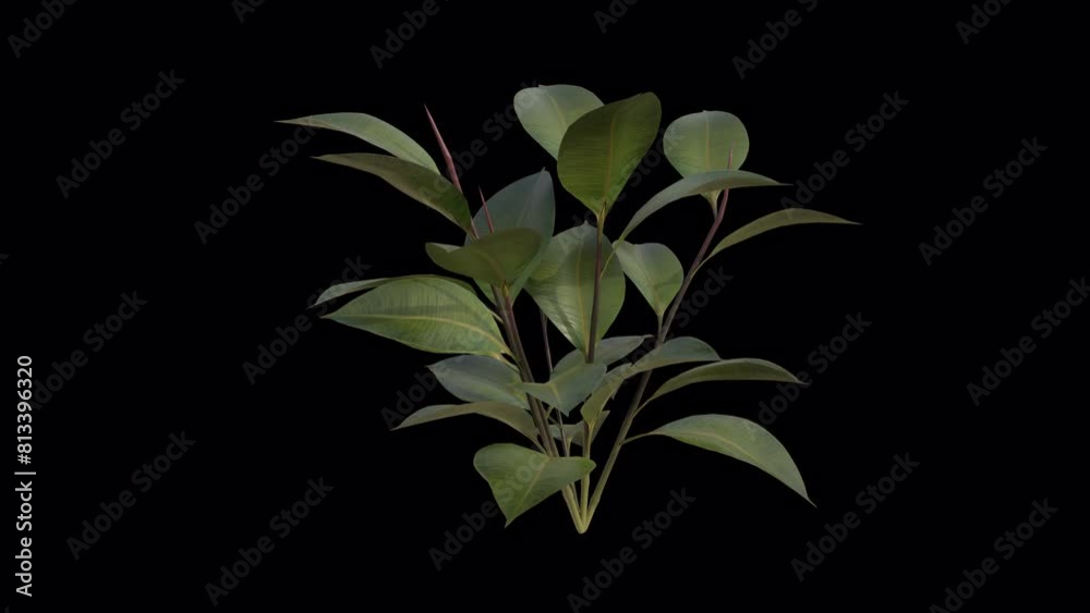 Ficus Plant blowing in the wind. Wind blows the Indian Fig Plant ...