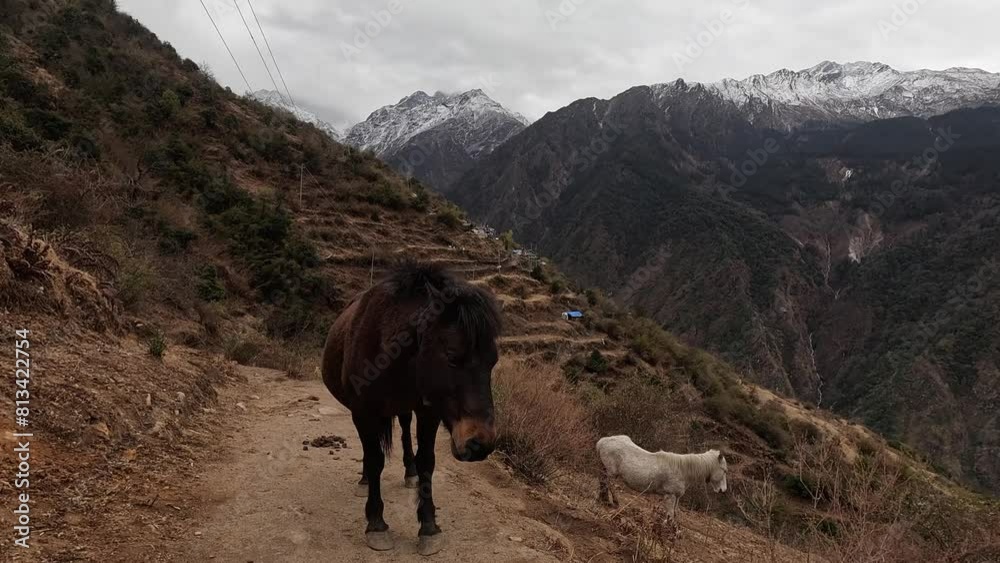 Vidéo Stock Mules standing n the trail in front of mountains and valley ...